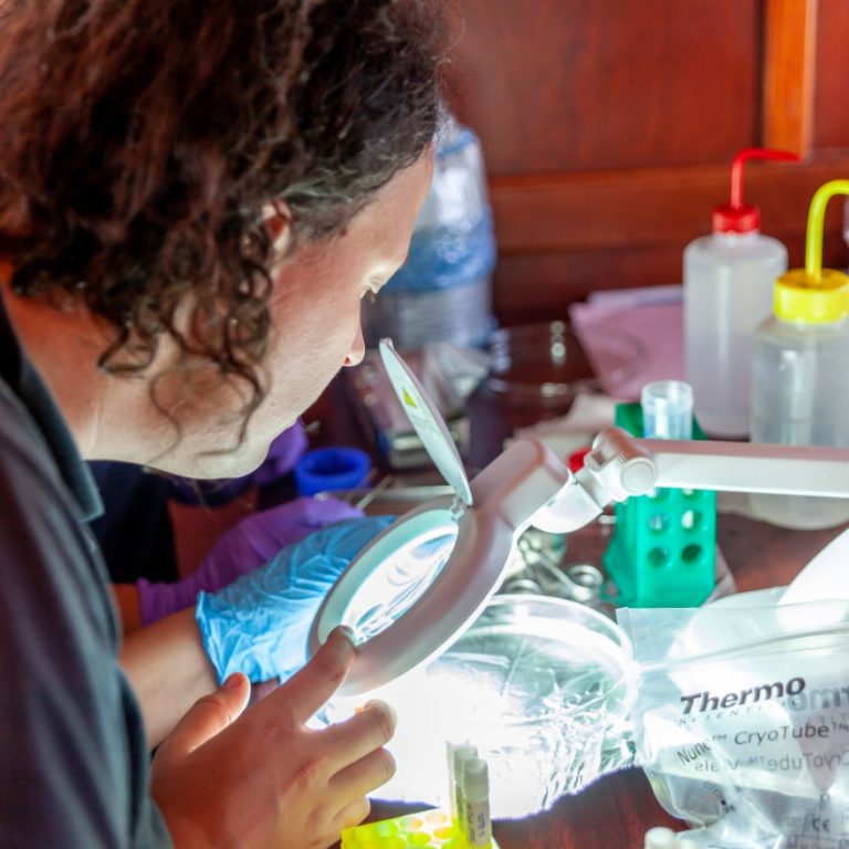 L'association - Septième continent