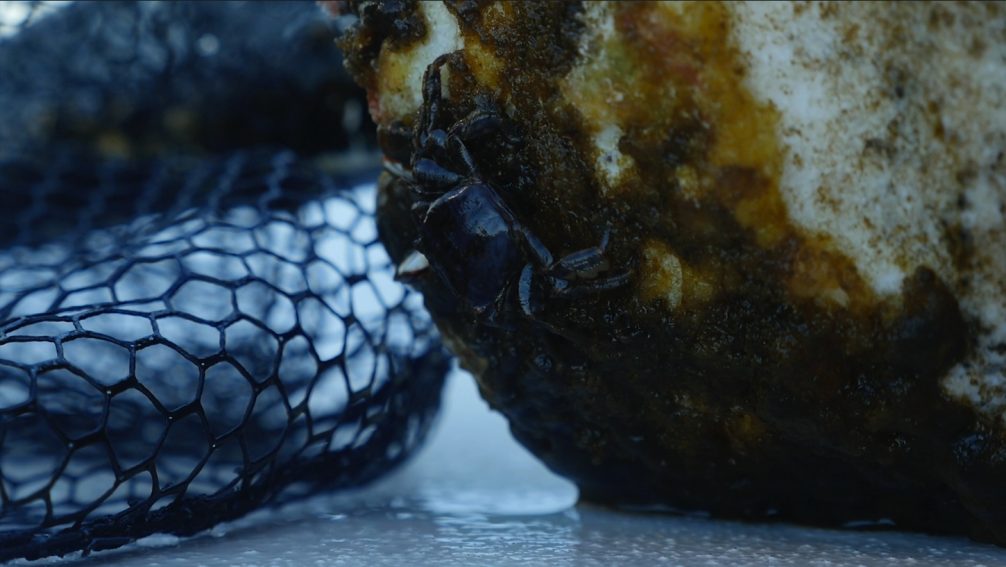 La plastisphère - Septième continent